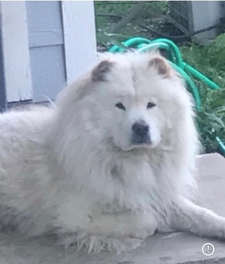 I was attacked by a chow. - Ian Dexter Palmer Ph.D