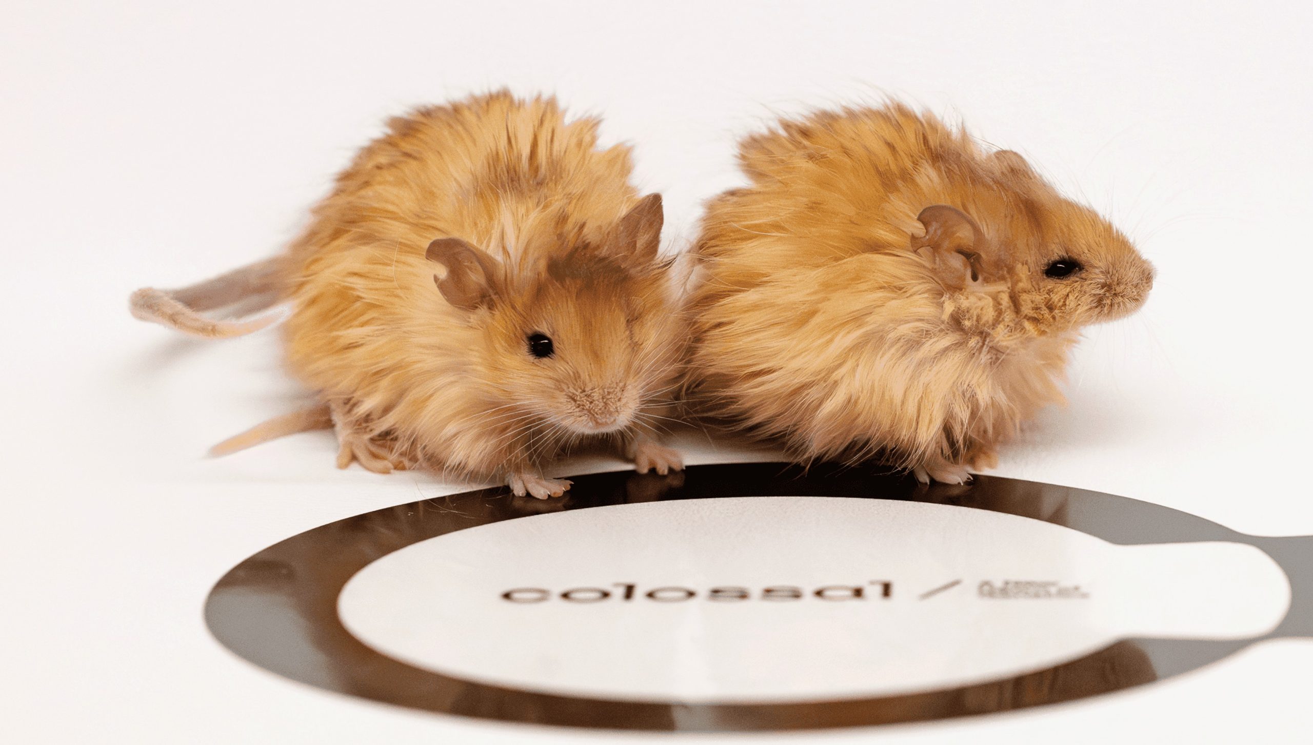 About Loneliness, Colon Cancer, And Woolly Mammoths - Ian Dexter Palmer ...